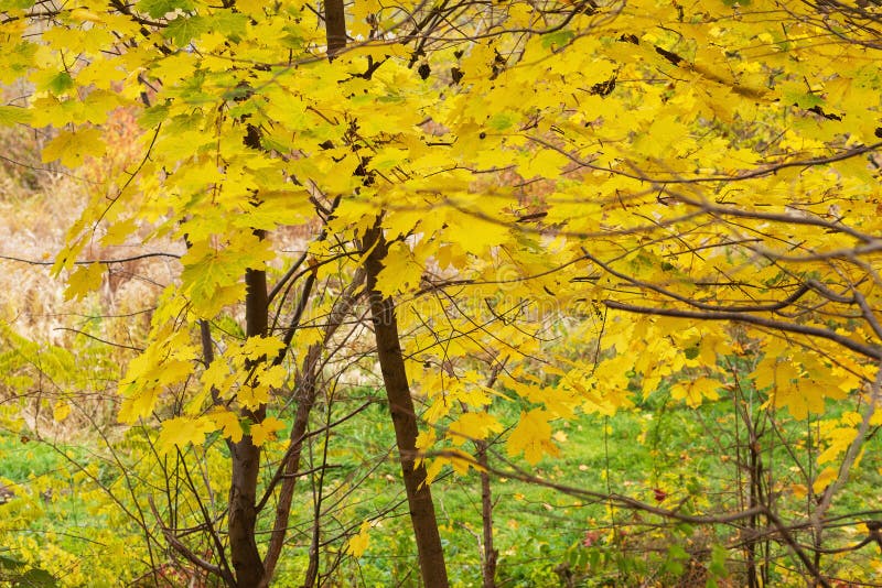 Autumn View of a Young Forest with Maples Stock Photo - Image of plant ...