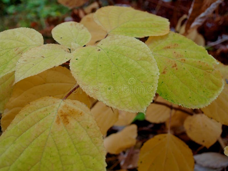 Autumn in the Village Withering Leaves of White Hydrangea Stock Photo ...