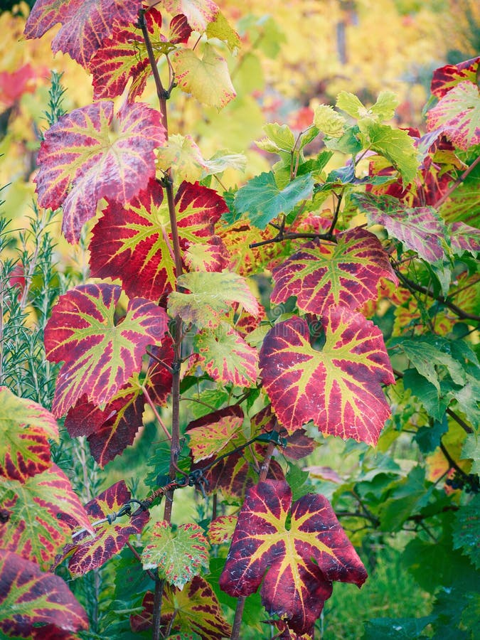 Autumn vine leaf stock photo. Image of plant, vine, yellow - 3396550