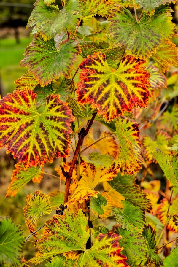 Autumn vine leaf stock photo. Image of plant, vine, yellow - 3396550