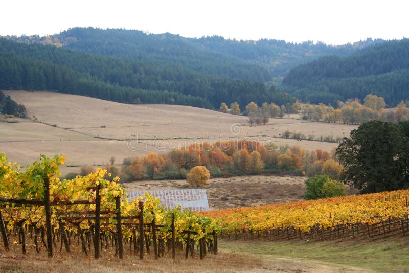 Autumn Vineyard Picture. Image: 1391177
