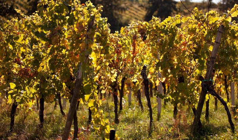 Autumn Vineyard stock photo. Image of grapevine, growing - 21552056
