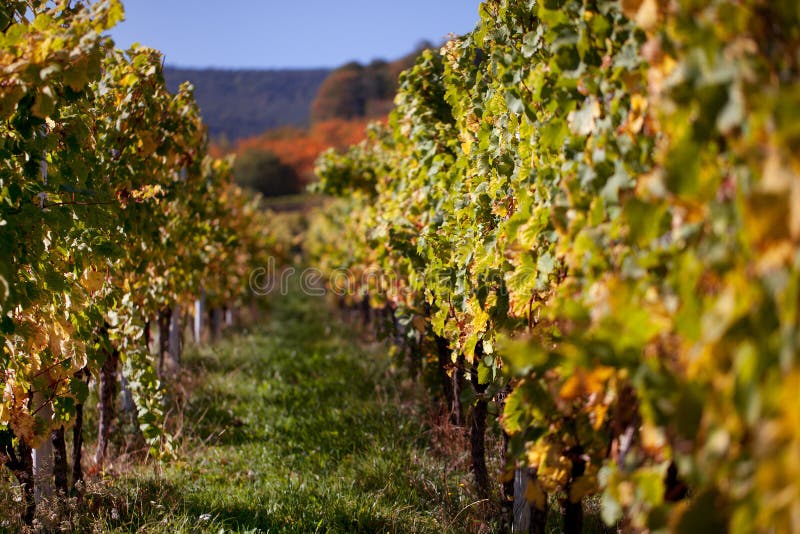 Autumn Vineyard stock photo. Image of leaves, light, outdoor - 21552060