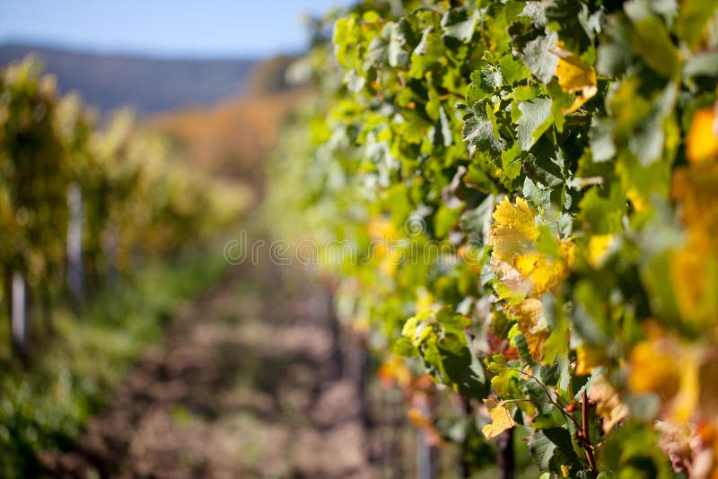 Autumn Vineyard stock image. Image of grapevine, growth - 21552071