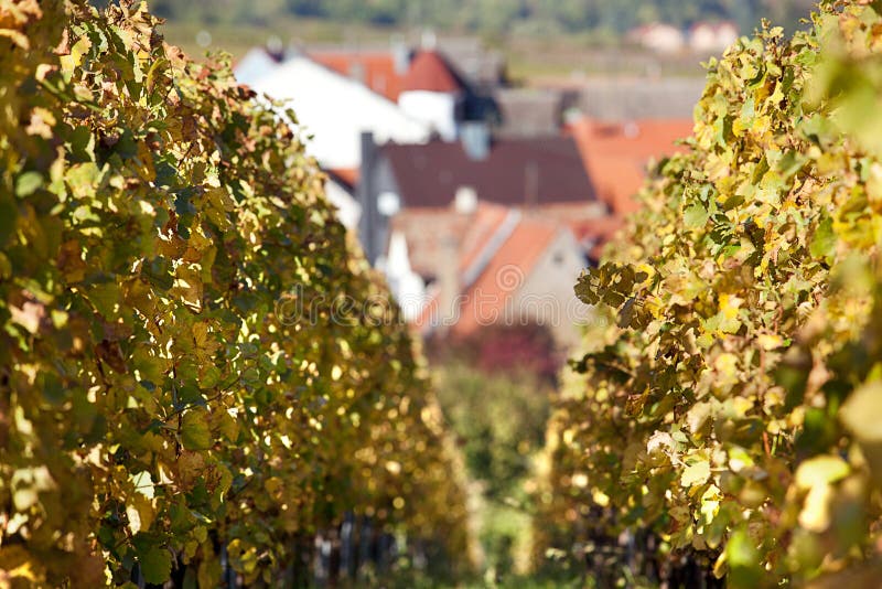 Autumn Vineyard stock image. Image of landscape, plant - 22829139