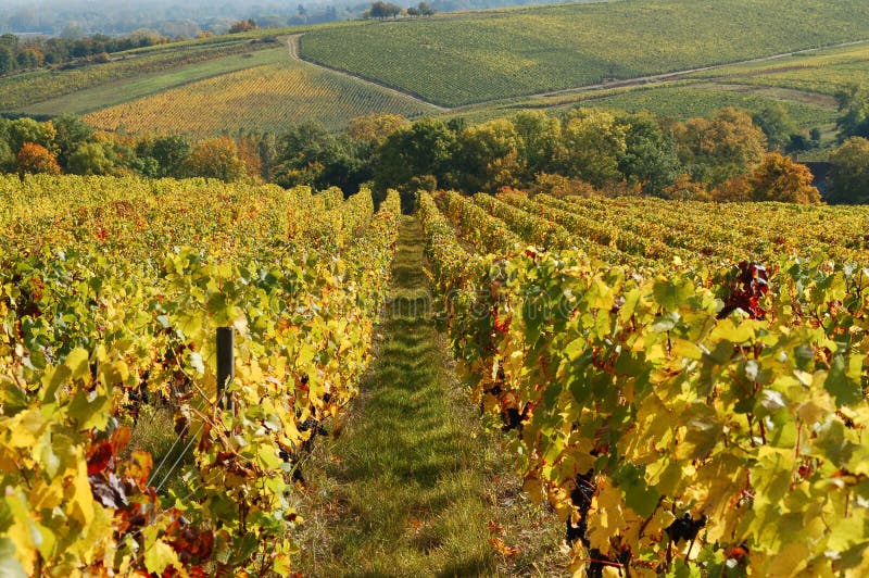 Autumn vineyard stock photo. Image of colorful, yellow - 6881164