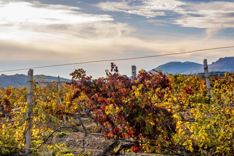 Autumn Vineyard stock photo. Image of vineyards, landscape - 154326900