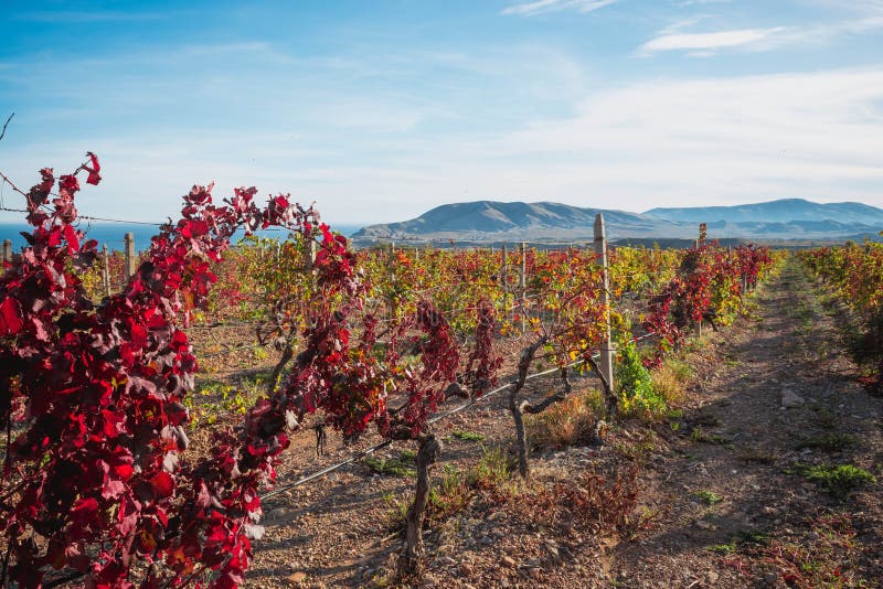 Autumn Vineyard stock photo. Image of scenic, ripe, grapes - 154326950