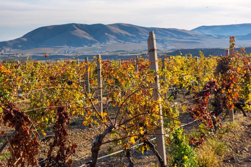 Autumn Vineyard stock image. Image of winery, agriculture - 154327053