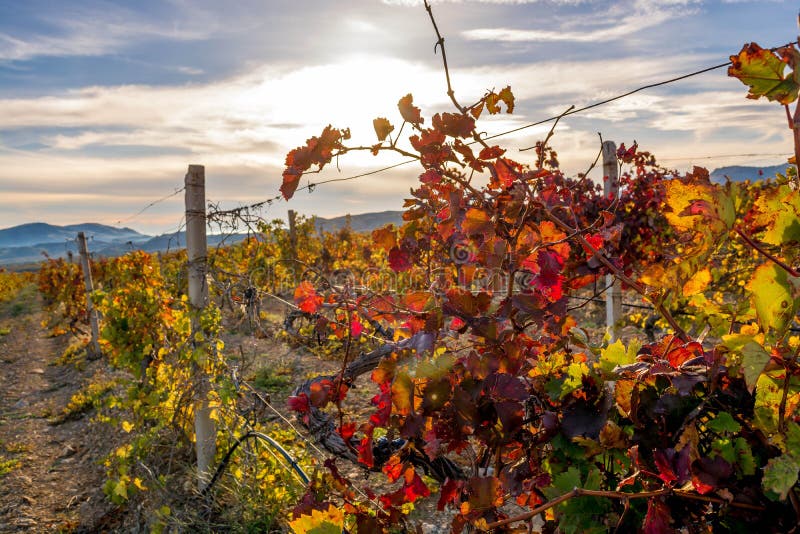 Autumn Vineyard stock photo. Image of food, fall, harvest - 154327070