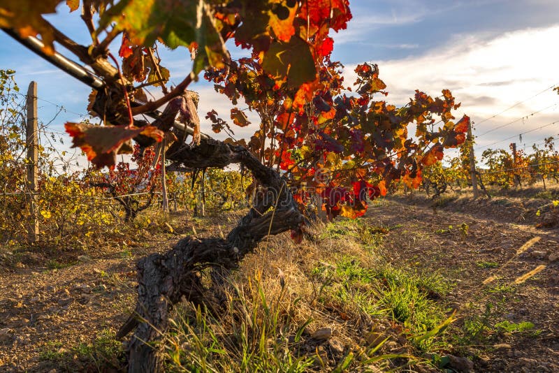Autumn Vineyard stock photo. Image of agriculture, sunset - 154327120