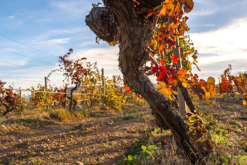 Autumn Vineyard stock image. Image of summer, vine, ripe - 154327201
