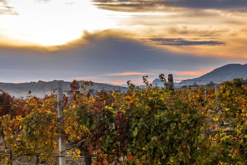 Autumn Vineyard stock photo. Image of valley, agriculture - 154327462