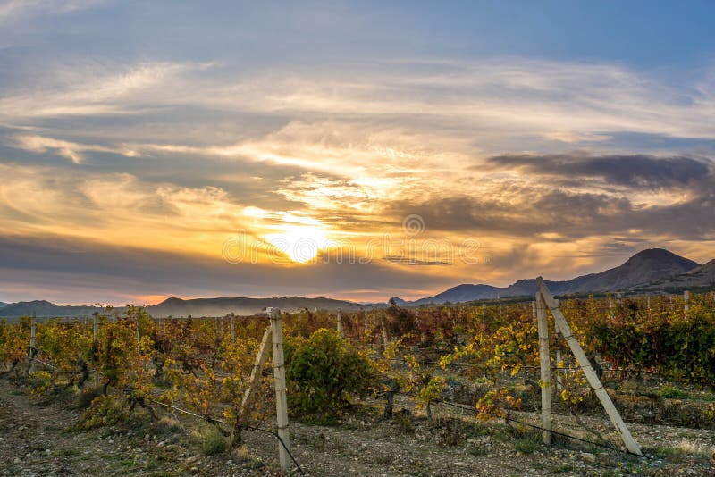 Autumn Vineyard stock image. Image of grape, winery - 154327465