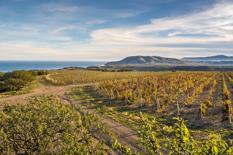 Autumn Vineyard stock photo. Image of tuscany, plant - 154327504