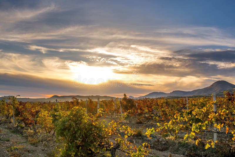 Autumn Vineyard stock photo. Image of food, plant, landscape - 154327534