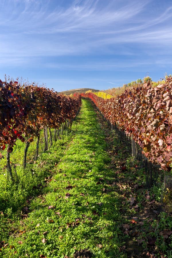 Autumn vineyard stock photo. Image of beautiful, field - 34878186