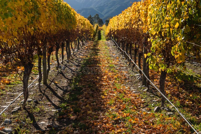 Autumn Vineyard after Harvest Stock Photo - Image of system, autumn ...