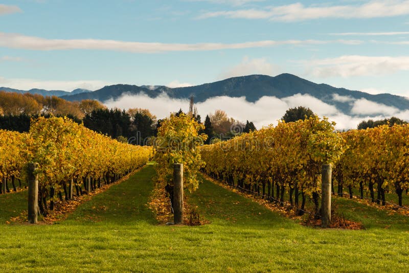 Autumn Vineyard with Mountains and Cloud Inversion Stock Photo - Image ...