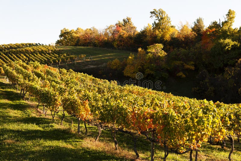 Autumn Vineyard in Virginia Stock Image - Image of landscape, mountains ...