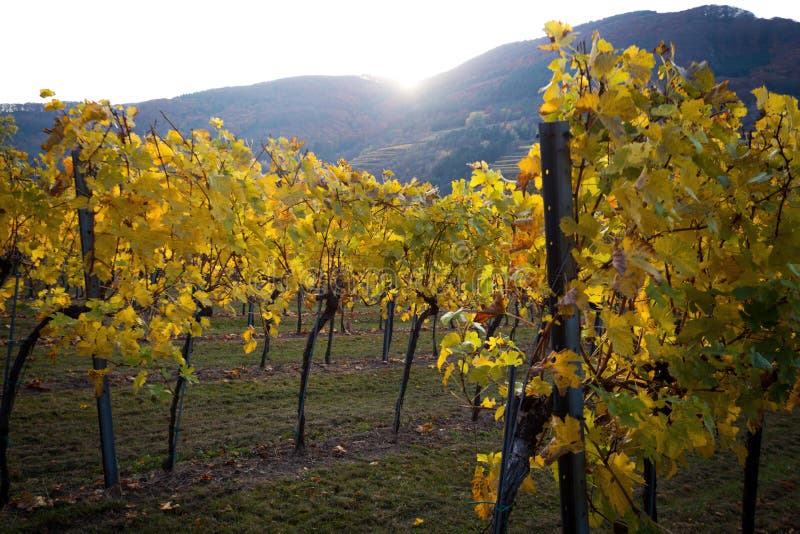 Autumn Vineyards in Sunset Light Stock Photo - Image of hill, fall ...