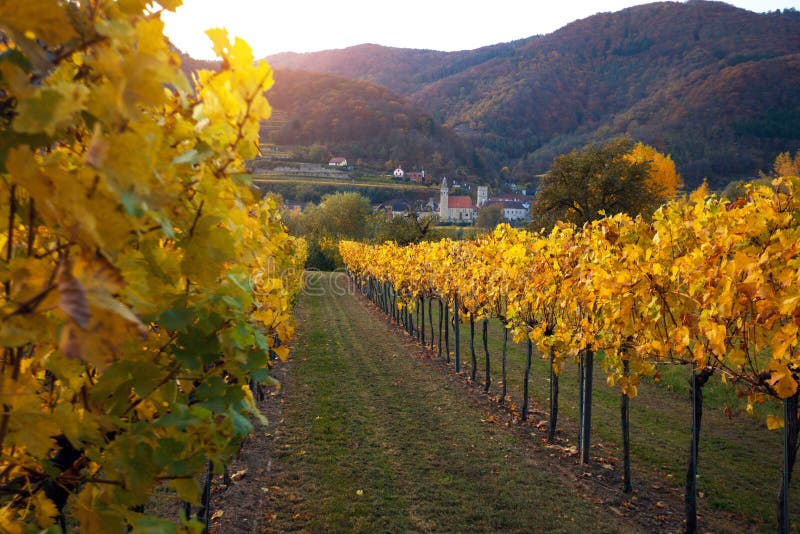 Autumn Vineyards in Sunset Light Stock Photo - Image of hill, fall ...