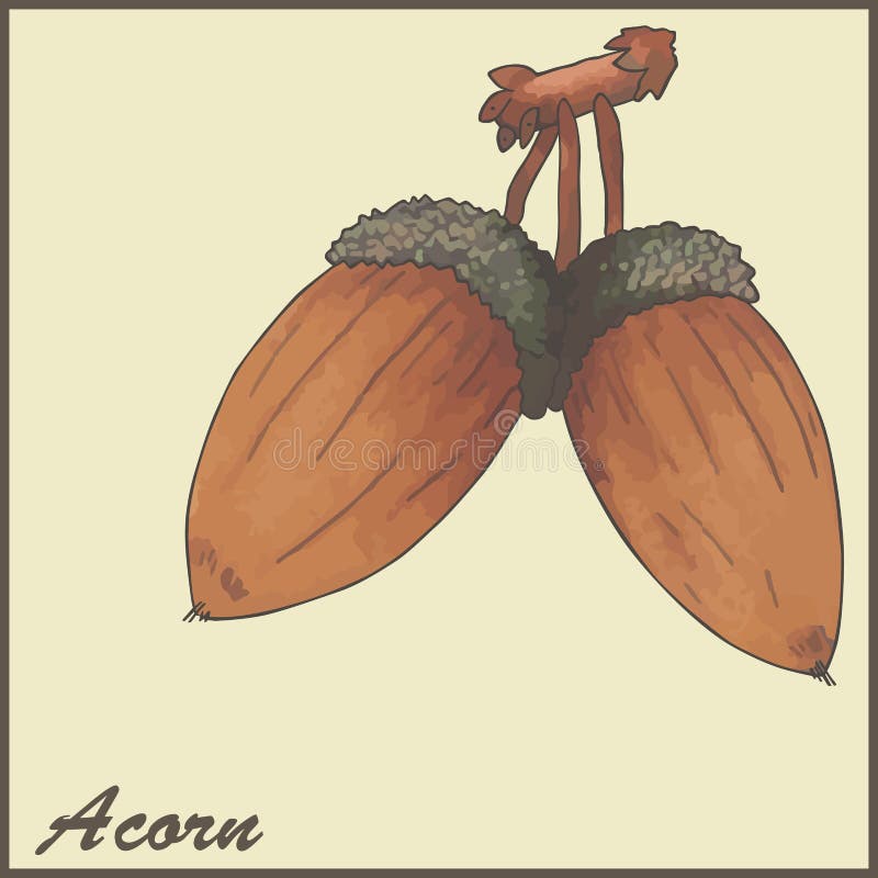 Autumn Vintage Card with Acorns Stock Illustration - Illustration of ...