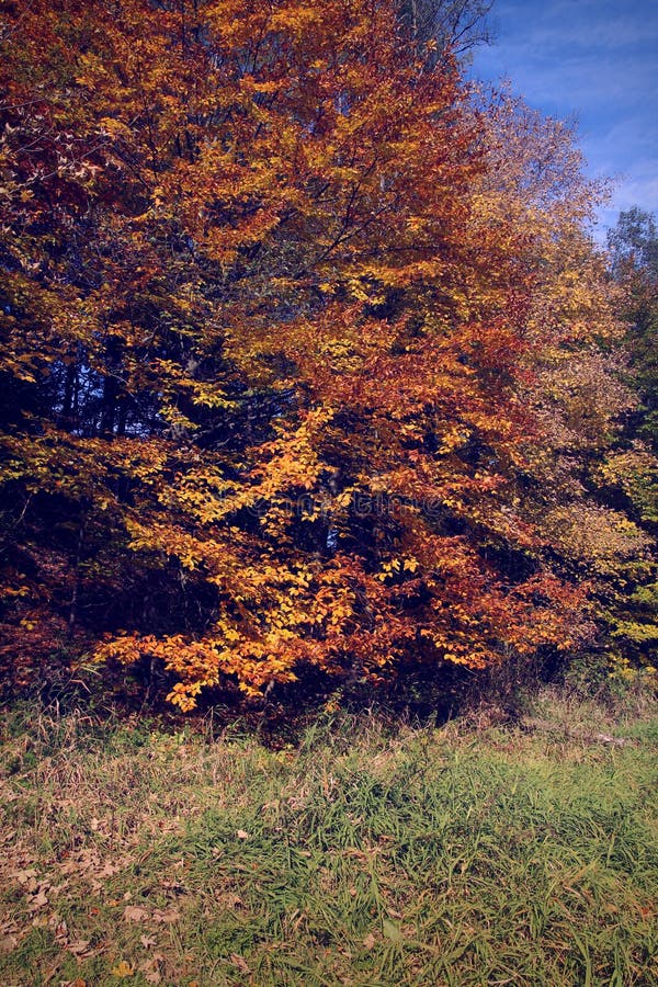 Autumn vintage scenery stock image. Image of foliage - 46354671