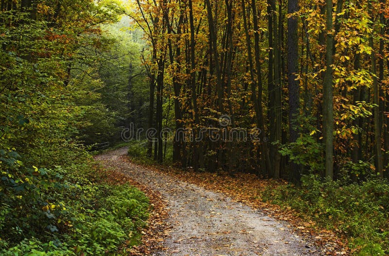Autumn walk stock photo. Image of autumnal, colored, colorful - 10399234