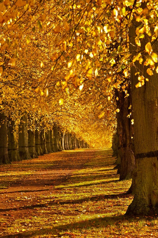 Autumn walk stock photo. Image of golden, shadows, walk - 24371904