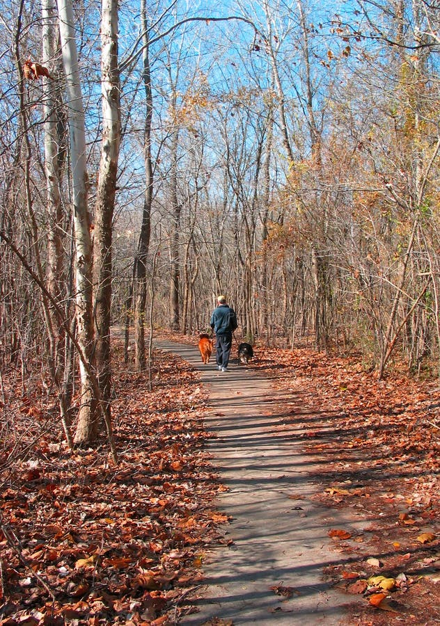 Walk stock photo. Image of couple, walk, silence, trees - 66791648