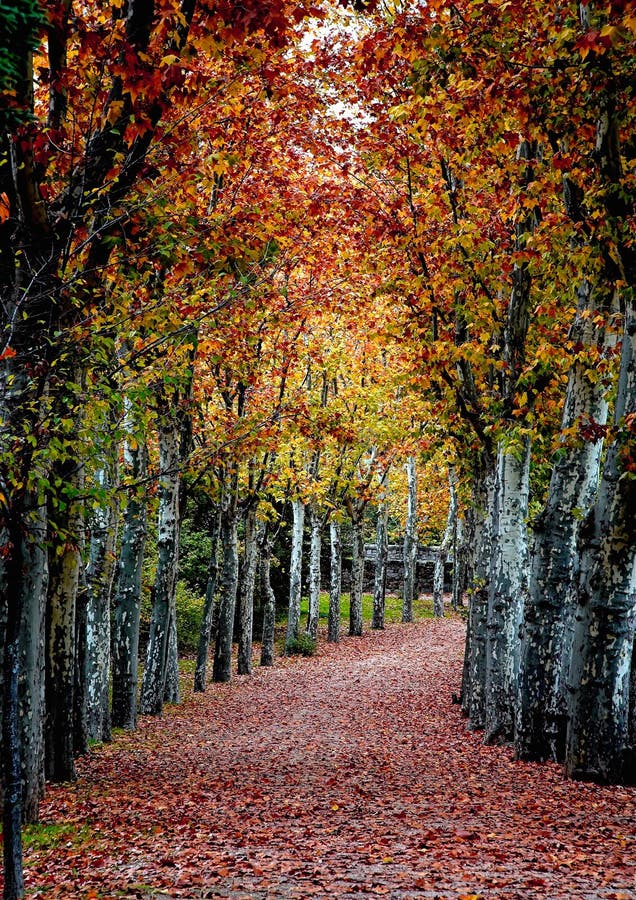 Autumn walk stock image. Image of expired, trunks, blue - 6261281
