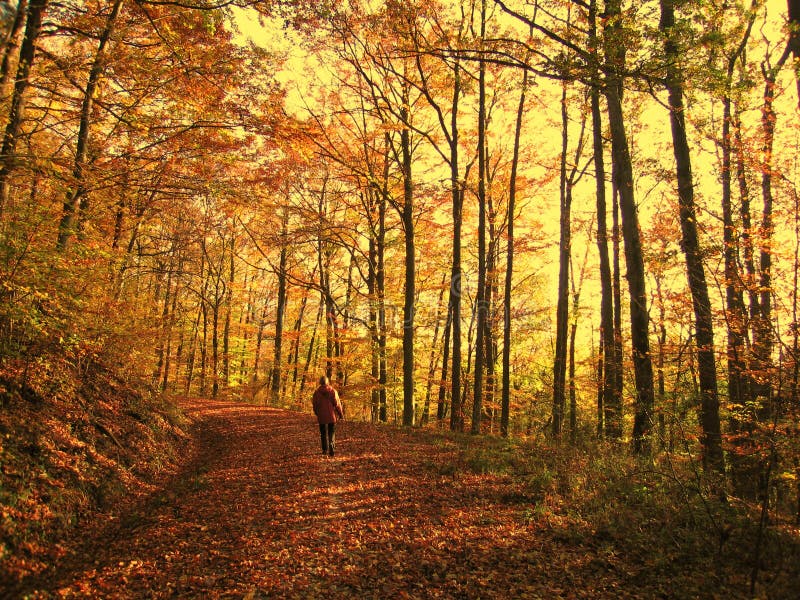 Autumn walk stock image. Image of happy, path, golden - 6373113
