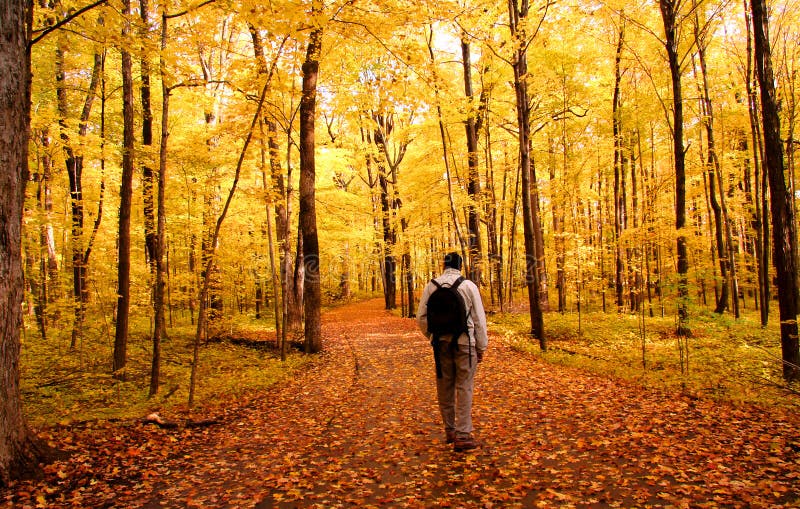 Fall Walk stock photo. Image of trees, fall, growth, trails - 3668242