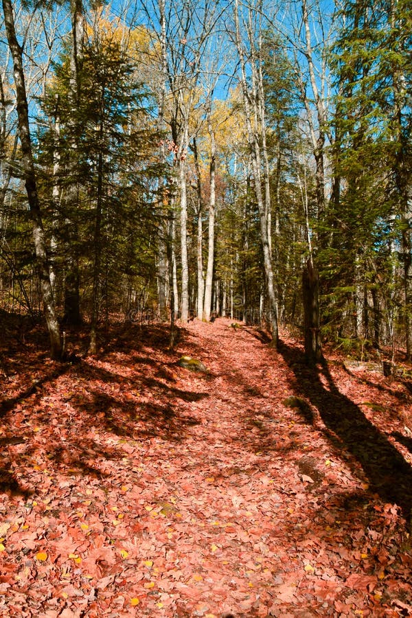 An Autumn Walk in the Canadian Forest in Quebec Stock Image - Image of ...