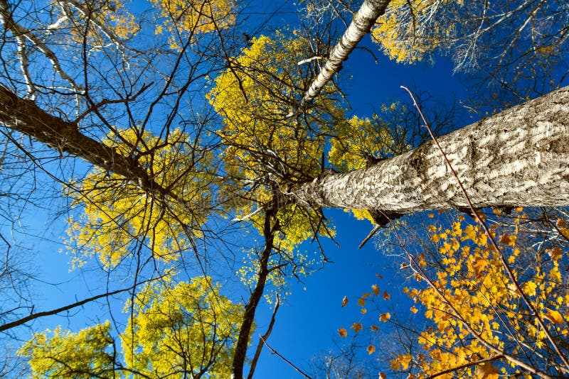 An Autumn Walk in the Canadian Forest in Quebec Stock Image - Image of ...