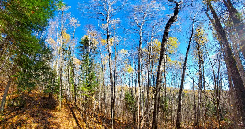 An Autumn Walk in the Canadian Forest in Quebec Stock Photo - Image of ...