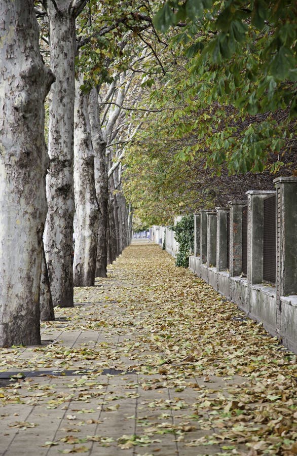 Sidewalk in Autumn stock image. Image of neighborhood - 7225195