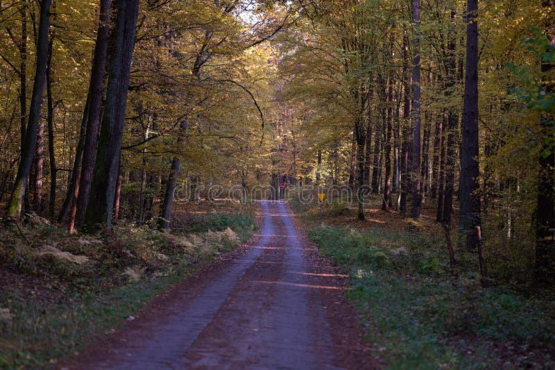Autumn Walk in the Forest and Park Stock Photo - Image of sunlight ...