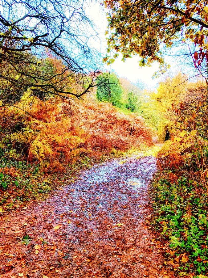 Autumn Walk through the Leaves Stock Image - Image of leaves, forest ...