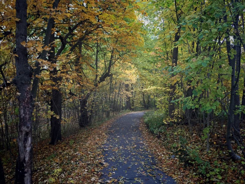 Path through Woodland stock photo. Image of walk, woodland - 142352576