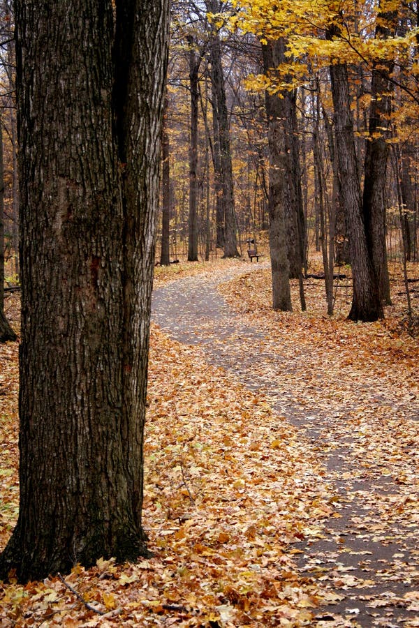 Walk stock photo. Image of couple, walk, silence, trees - 66791648