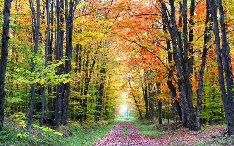 Autumn forest path stock photo. Image of rays, hiking - 34714094