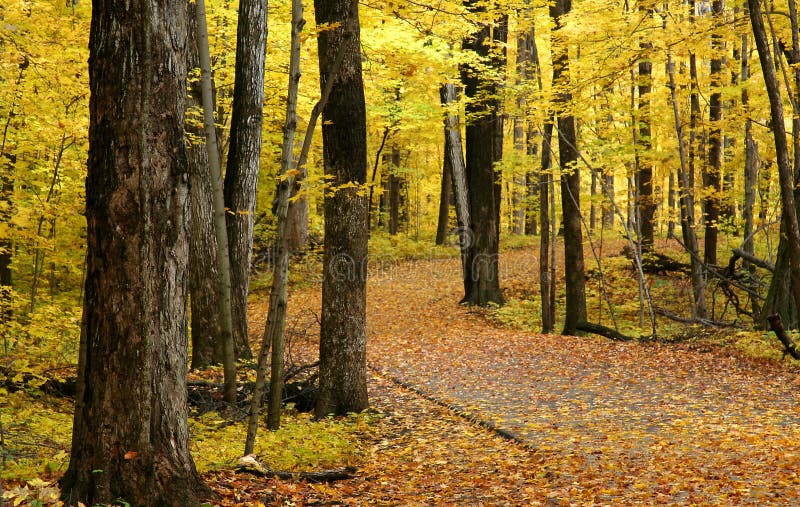 Autumn Walk Way stock photo. Image of leaves, environment - 6991276