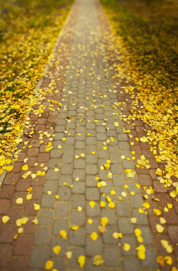 Autumn stock image. Image of fall, perspective, nature - 33801379