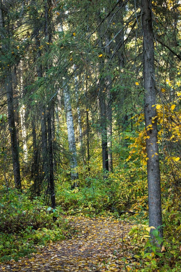 Autumn Walking Trail stock photo. Image of leafs, blue - 81808646