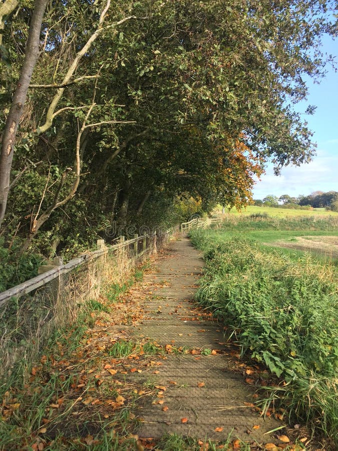 Autumn Walkway stock image. Image of trees, walkway, path - 78823299