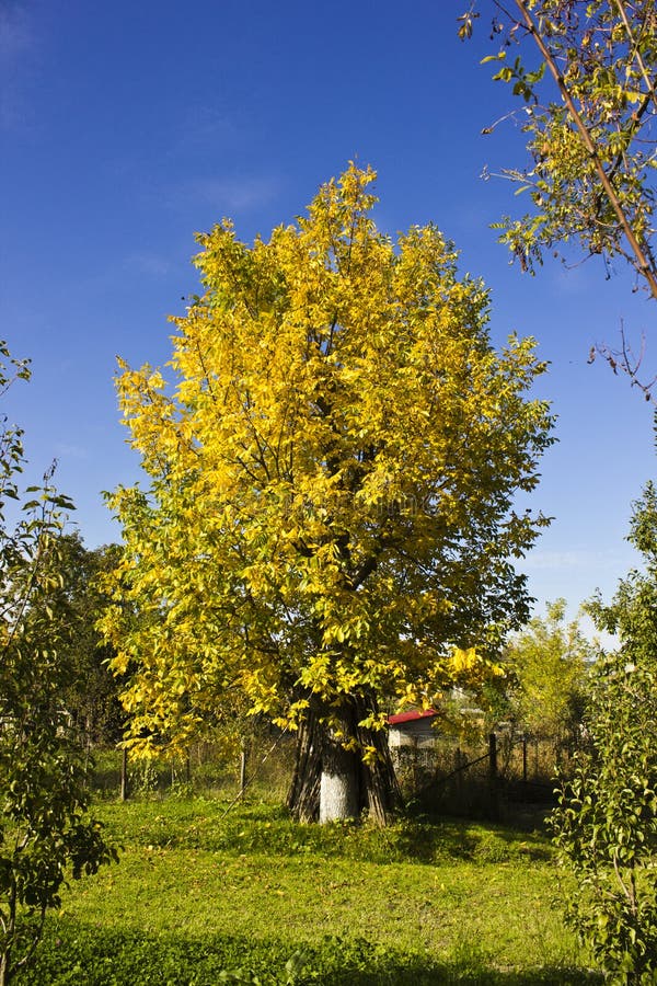 Autumn walnut tree stock photo. Image of blue, fence - 47099952