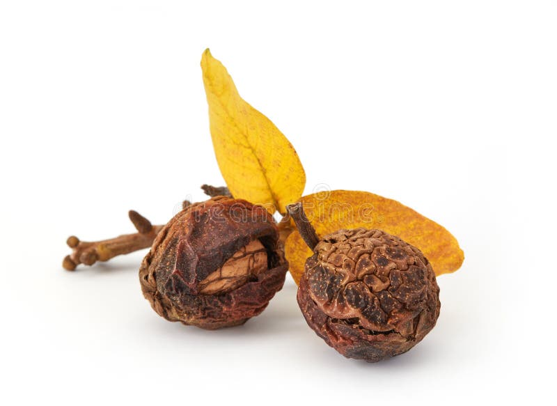 Autumn walnuts stock image. Image of fruit, background - 196839151