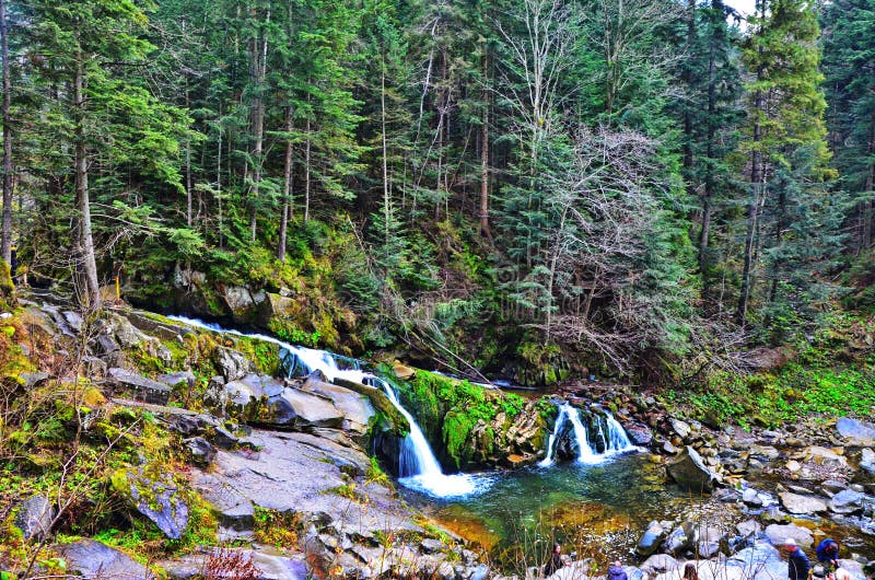 Deep Forest River Wild Waterfall View. Forest River Wild Landscape ...